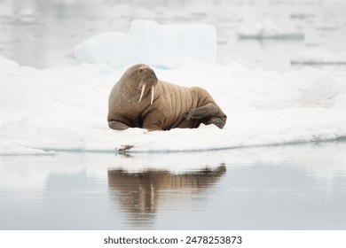 Walrus on the rock 4K wallpaper download