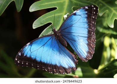 Brenton blue butterfly 4K wallpaper download