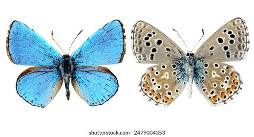 Brenton blue butterfly 4K wallpaper download