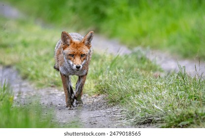 Fox Ears Guy 2K wallpaper download