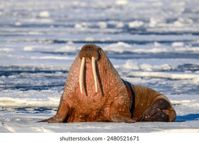 Walrus on the rock 4K wallpaper download