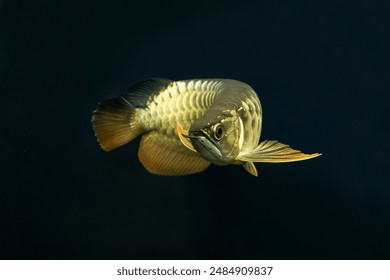 Arowana 4K wallpaper download