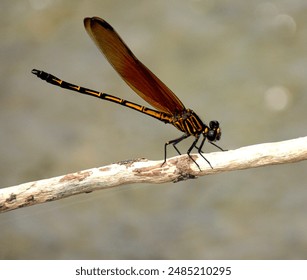 Dragonfly 4K wallpaper download