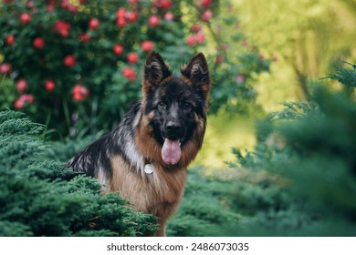 German Shepherd with flowers 2K wallpaper download