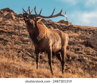 Elk 2K wallpaper download