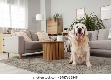 Labrador Retriever 4K wallpaper download