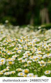 White Marguerite Flower HD wallpaper download