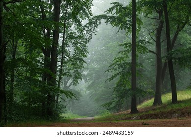 BTS boys together in a forest on morning time HD wallpaper download