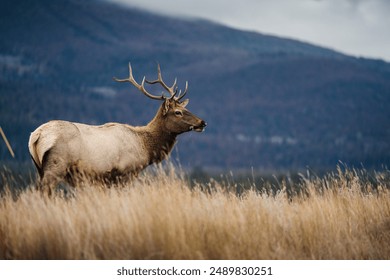 Elk 2K wallpaper download
