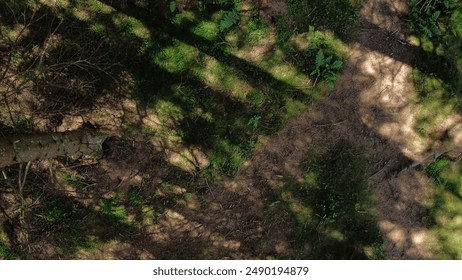 Forest floor HD wallpaper download