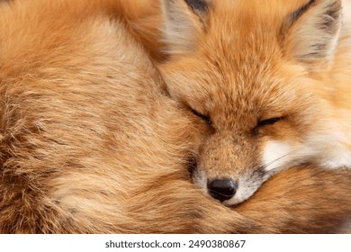 Fox Ears Guy 2K wallpaper download