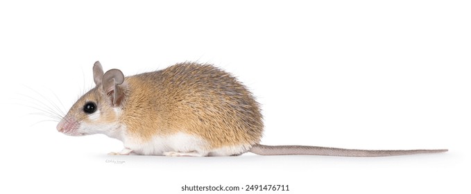 Soldier Mouse CGI 4K wallpaper download