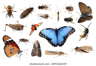 The Beautiful Insect 2K wallpaper download