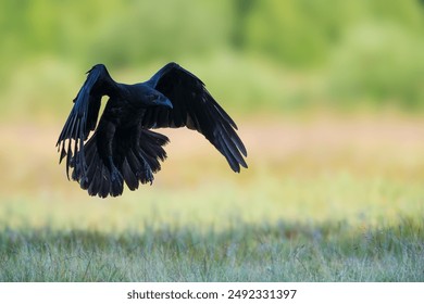 Gas Mask Raven 4K wallpaper download