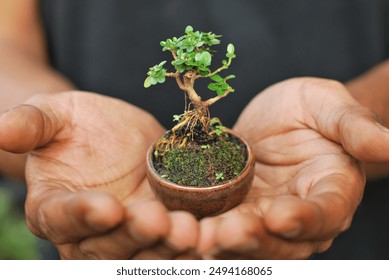 Big Trunk Bonsai 4K wallpaper download