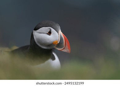Puffins HD wallpaper download