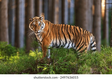 Eyes of tiger wrapped in tree 2K wallpaper download
