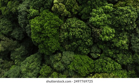 Tropical Rainforest HD wallpaper download