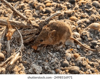 Soldier Mouse CGI 4K wallpaper download
