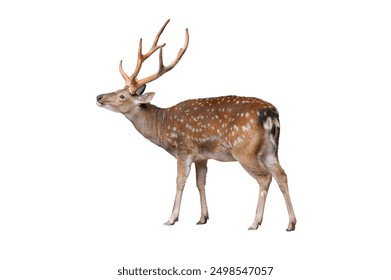 Frozen animated movie character Olaf and deer in snowy environment on ...