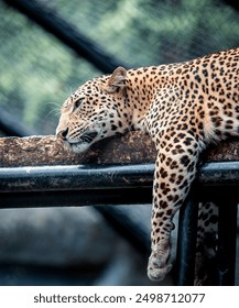 Sleepy Leopard 4K wallpaper download