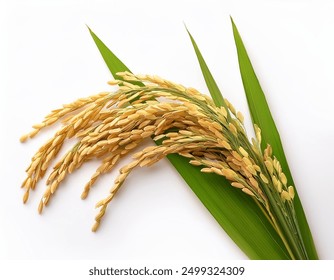 rice plants 2K wallpaper download