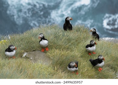 Puffins HD wallpaper download