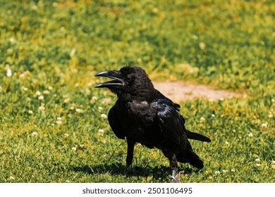 Eileen the crow from Bloodborne 4K wallpaper download
