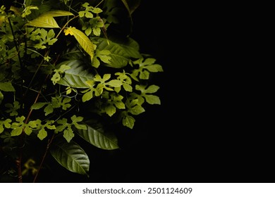 Black Isolation HD wallpaper download