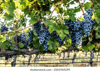 House of vines 4K wallpaper download