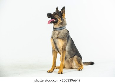German Shepherd Dog 2K wallpaper download