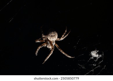 Lonely Spider 4K wallpaper download