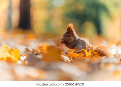 Cute squirrel 4K wallpaper download