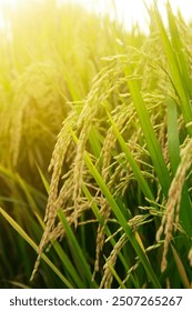 rice plants 2K wallpaper download