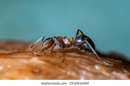 The Ant King : BERU HD wallpaper download
