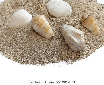 Collecting Sea Shells 2K wallpaper download
