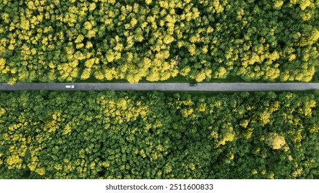Forest Trees Aerial View 4K wallpaper download