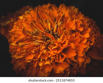 multi-colored marigolds 2K wallpaper download