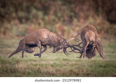 Fight HD wallpaper download