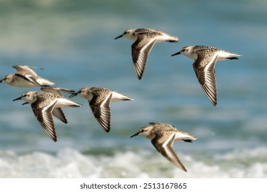Common sandpiper portrait 2K wallpaper download