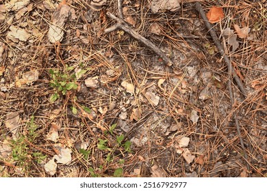 Forest floor HD wallpaper download