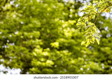 Scenic tree twig 4K wallpaper download