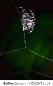 Lonely Spider 4K wallpaper download