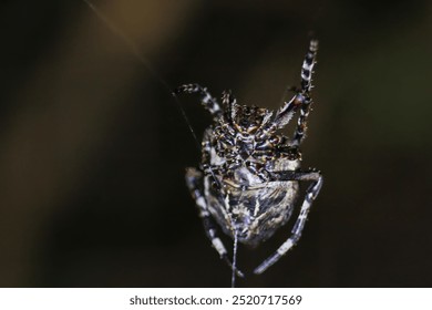 Lonely Spider 4K wallpaper download