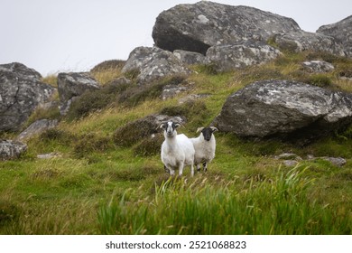 Sheep break in 4K wallpaper download