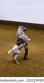 Equestrian Performance 4K wallpaper download