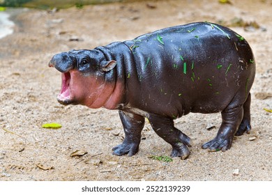 Hippo 4K wallpaper download