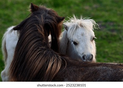 Photography - Ponies 4K wallpaper download
