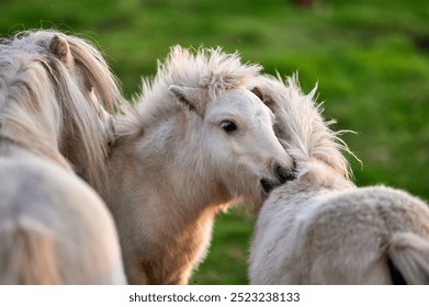 Photography - Ponies 4K wallpaper download
