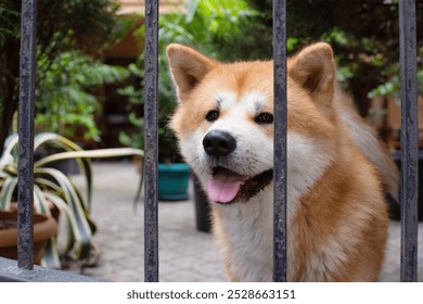 White akita looks sad 2K wallpaper download